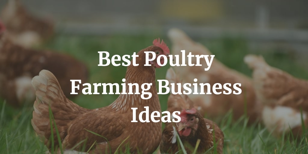 Best 18 Poultry Farming Business Ideas - NextWhatBusiness